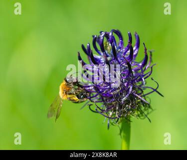 Black Rampion (Phyteuma nigrum), Schmittroeder nature reserve ...