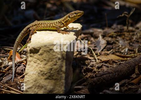Vibrant wall lizard blends in forest, showcasing beauty of wildlife in ...