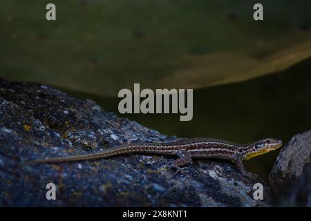 Vibrant wall lizard blends in forest, showcasing beauty of wildlife in ...
