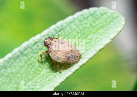 Issid planthopper on a leaf, Issus Coleoptratus Stock Photo - Alamy