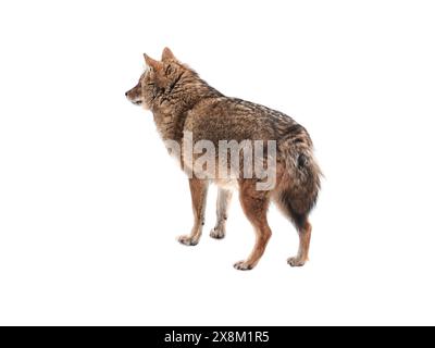 Red jackal stands isolated on a white background Stock Photo - Alamy