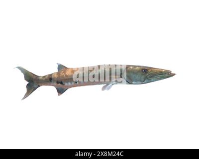 Whole single fresh Barracuda fish on white background Stock Photo - Alamy
