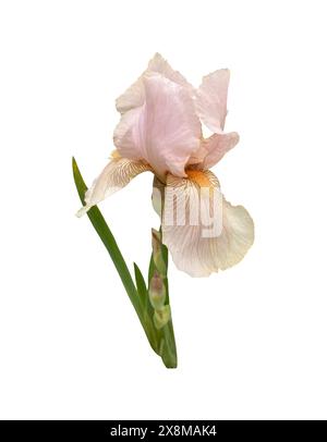 Iris germanica tender light pink beige garden flower with bud and stem ...