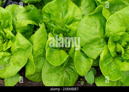 Trio of lettuce in the moist soil Stock Photo - Alamy