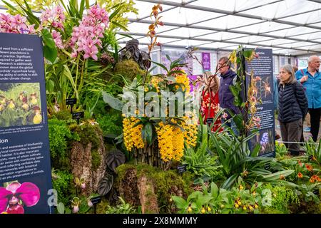 Award winning multi-coloured flower displays at the 2024 RHS Chelsea ...