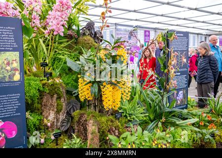 Award winning multi-coloured flower displays at the 2024 RHS Chelsea ...