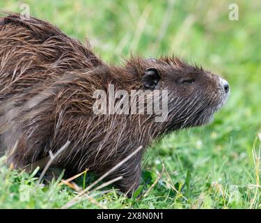 Coypu feeding. The coypu (Myocastor coypus), or nutria, is a ...