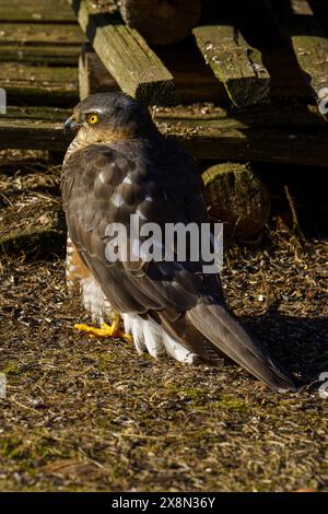 Accipiter nisus Family Accipitridae Genus Accipiter Eurasian ...
