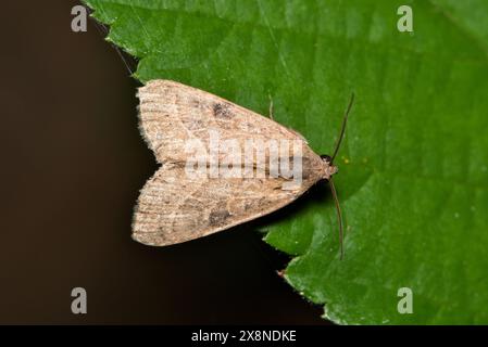 Wedgling Moth (Galgula partita) insect on leaf nature Springtime garden ...