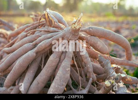 Cassava roots. Sustainable agriculture. Cassava root in tropical ...