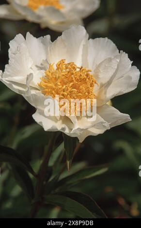 Close-up of a white peony bloom with many layered petals and pale pink ...
