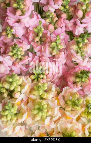 Beautiful pastel colored snapdragons. Snaps close up. Various colors ...