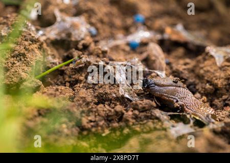 Slug pellets. Using blue slug control pellets in the garden to prevent ...