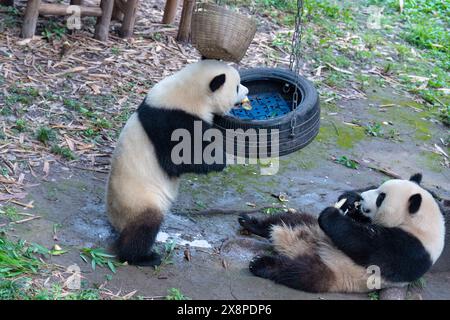Giant pandas play at Chongqing Zoo, Chongqing, China, 16 February, 2025 ...