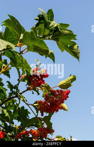 Bright red berries on a guelder-rose shrub in autumn Stock Photo - Alamy
