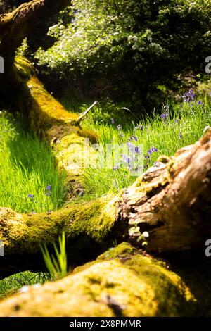 Scottish Meadow in Spring Stock Photo - Alamy