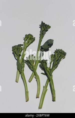 Bimi a new kind of vegetable also known as baby broccoli, asparagus ...