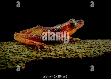 Pearly Tree Frog on black background Stock Photo - Alamy