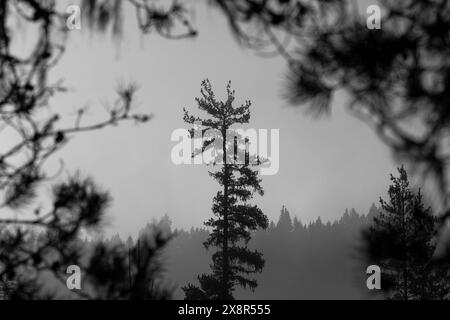 A White Pine tree towers above a forest Stock Photo - Alamy