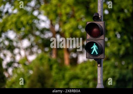 Green pedestrian signal lit, indicating walk, with trees and foliage in ...