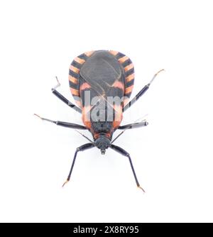 Eastern Bloodsucking Conenose Kissing bed Bug - Triatoma sanguisuga ...