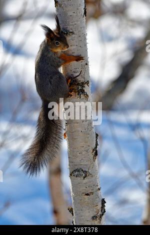 Finland, Kaamanen, Sciurus vulgaris, Red Squirrel Stock Photo - Alamy