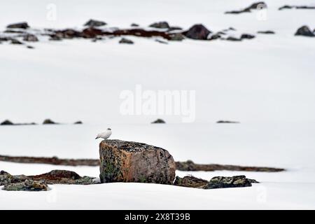 Norvegia, Pernice bianca (Lagopus mutus), Rock Ptarmigan Stock Photo ...
