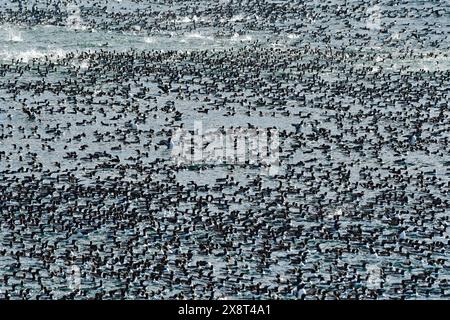 Norway, Hornoya,Uria lomvia, Guillemots Stock Photo - Alamy