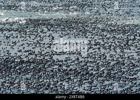 Norway, Hornoya,Uria lomvia, Guillemots Stock Photo - Alamy