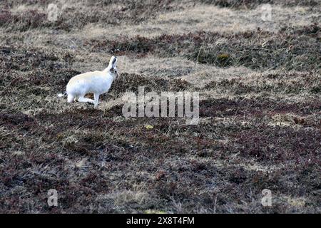Norway,Varanger, Mountain Hare (Lepus timidus Stock Photo - Alamy