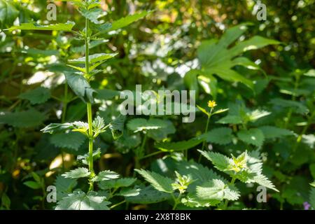 Garden nettles filling the garden Stock Photo - Alamy