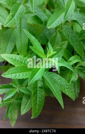 Lemon verbena, plant in pot, Aloysia citrodora Stock Photo - Alamy