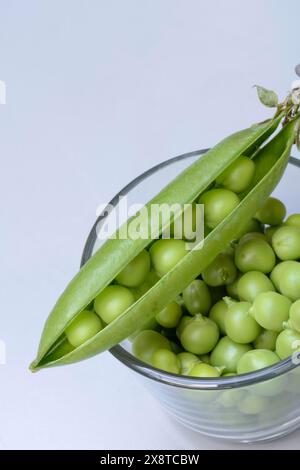 Fresh green peas in shell and pea pod, Pisum sativum Stock Photo - Alamy