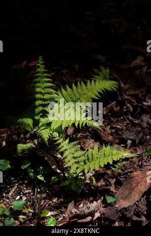 Native ferns growinf in the Appalachian Mountains of Western North ...