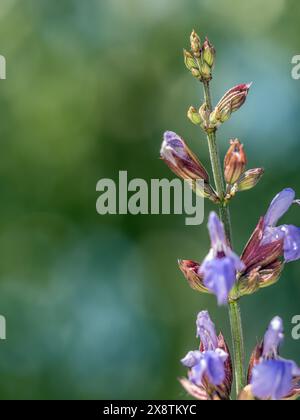 A closeup shot of blooming Common sage flowers Stock Photo - Alamy