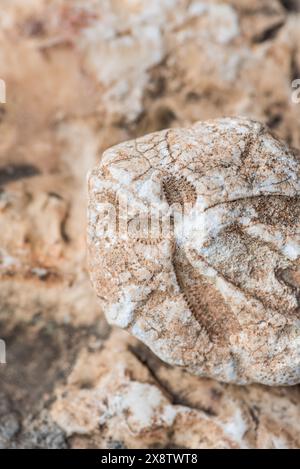 A fossil Cretaceous Sea Urchin from near Kas, Turkiye Stock Photo - Alamy
