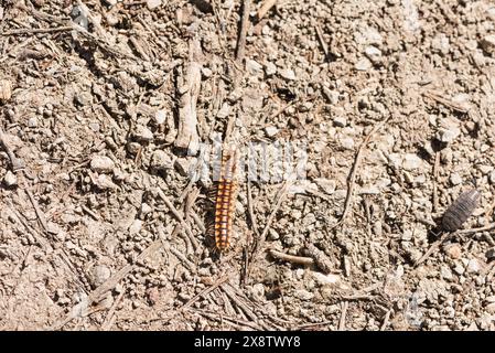 Yellow spotted Millipede (Melaphe vestita) in Turkiye Stock Photo - Alamy