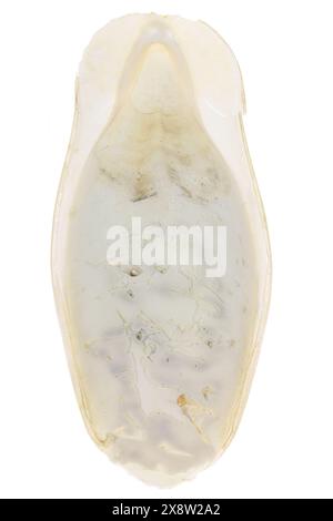 cuttlebone isolated on white background Stock Photo - Alamy