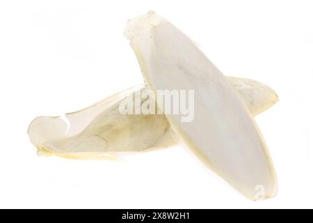 cuttlebone isolated on white background Stock Photo - Alamy