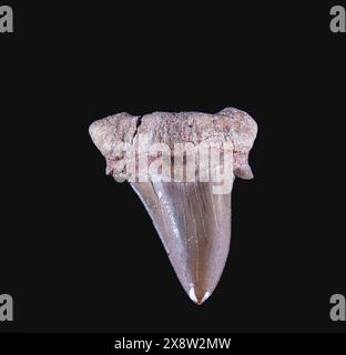 Megalodon Fossil tooth on back background Stock Photo - Alamy