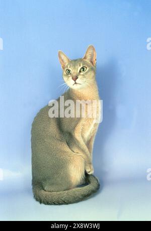 Abyssinian Domestic Cat, Portrait of Adult against White Background ...