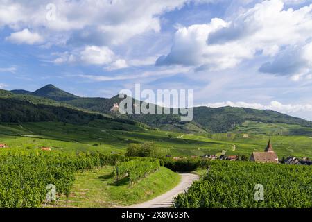 Typical vineyard near Hunawihr near Ribeauville Riquewihr, Haut-Rhin ...