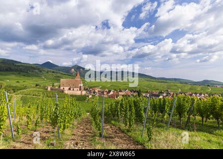 Typical vineyard near Hunawihr near Ribeauville Riquewihr, Haut-Rhin ...