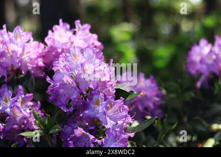 Purple and pink Rhododendrons in bloom Stock Photo - Alamy