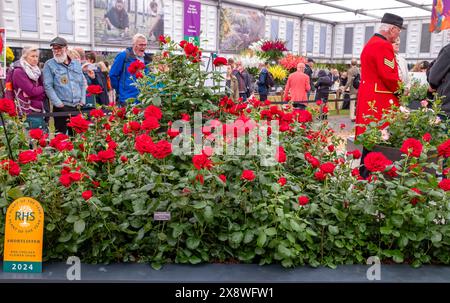 Award winning red roses on display at the 2024 RHS Chelsea flower show ...