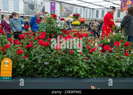 Award winning red roses on display at the 2024 RHS Chelsea flower show ...