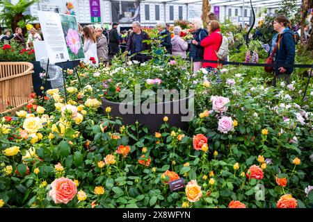 Award winning roses on display at the 2024 RHS Chelsea flower show ...