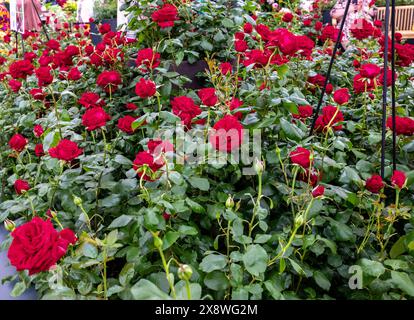 Award winning red roses on display at the 2024 RHS Chelsea flower show ...