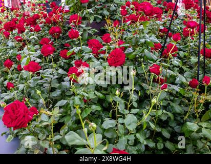Award winning red roses on display at the 2024 RHS Chelsea flower show ...