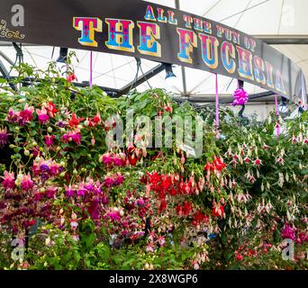 Award winning fuchsia flowers on display at the 2024 RHS Chelsea flower ...